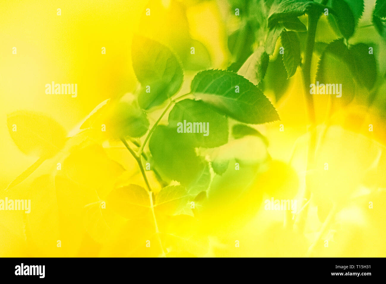 Fresh leaves and sunlight in spring - saving nature, healthy ...