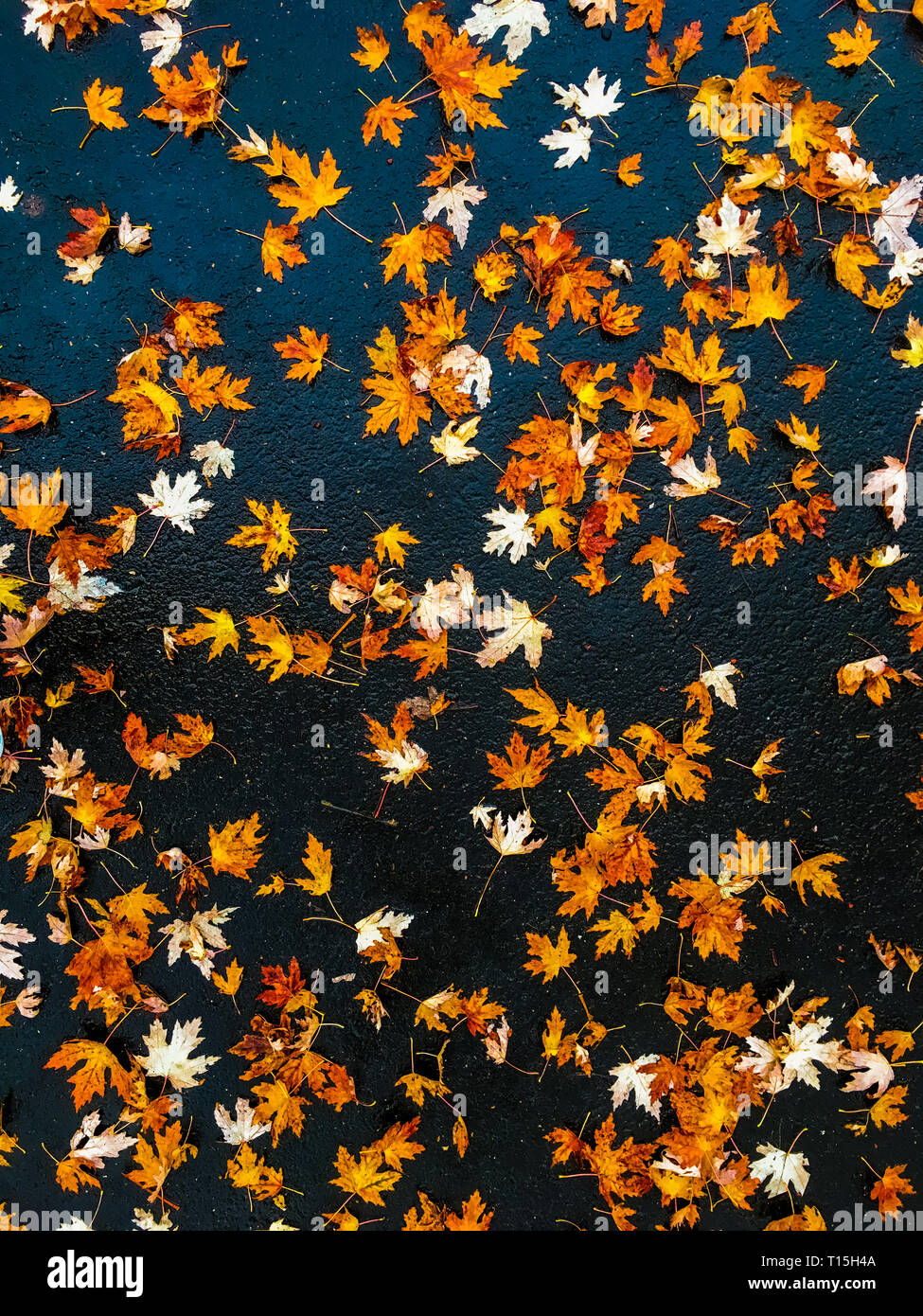 Fall season, weather and environment concept - Autumn leaves and trees ...