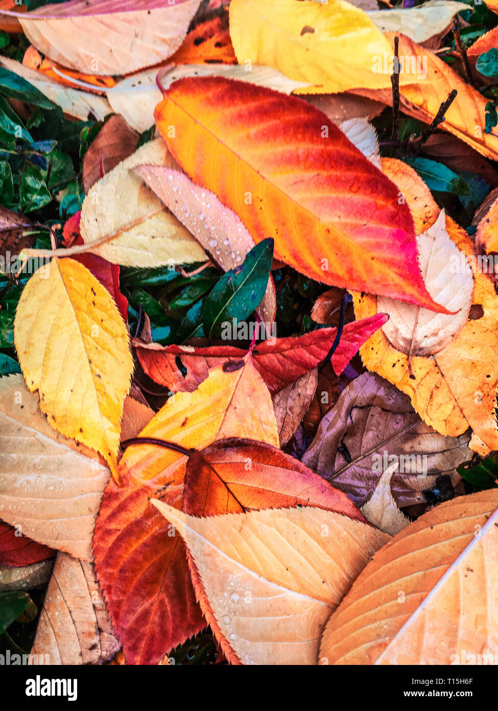 Fall season, weather and environment concept - Autumn leaves and trees ...