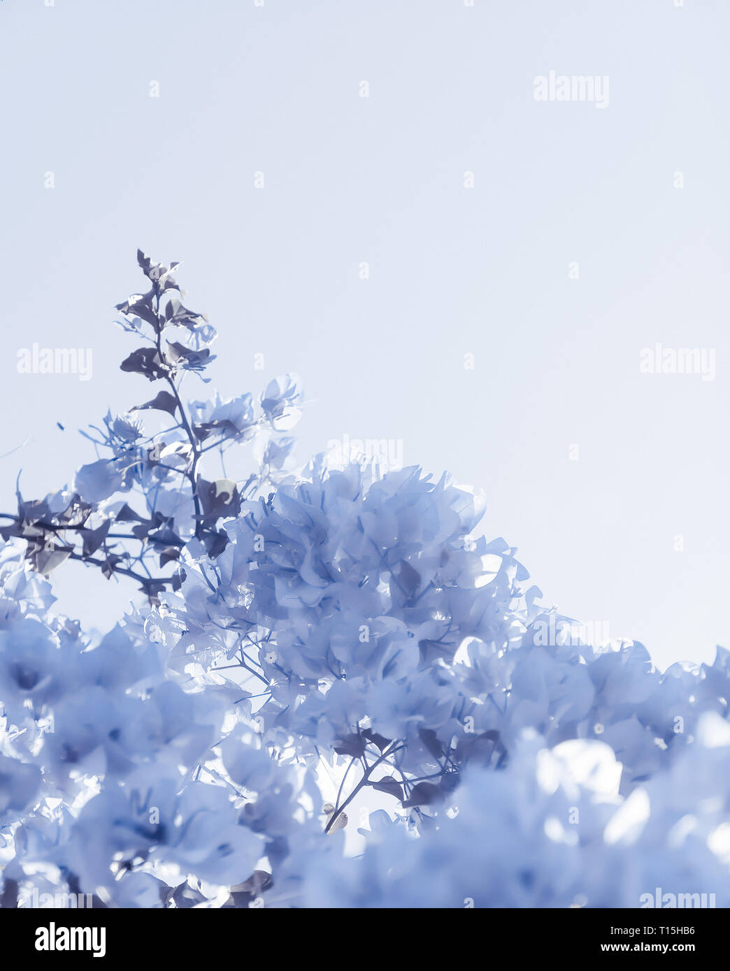 Flower background, spring nature and botanical beauty concept - Blue ...