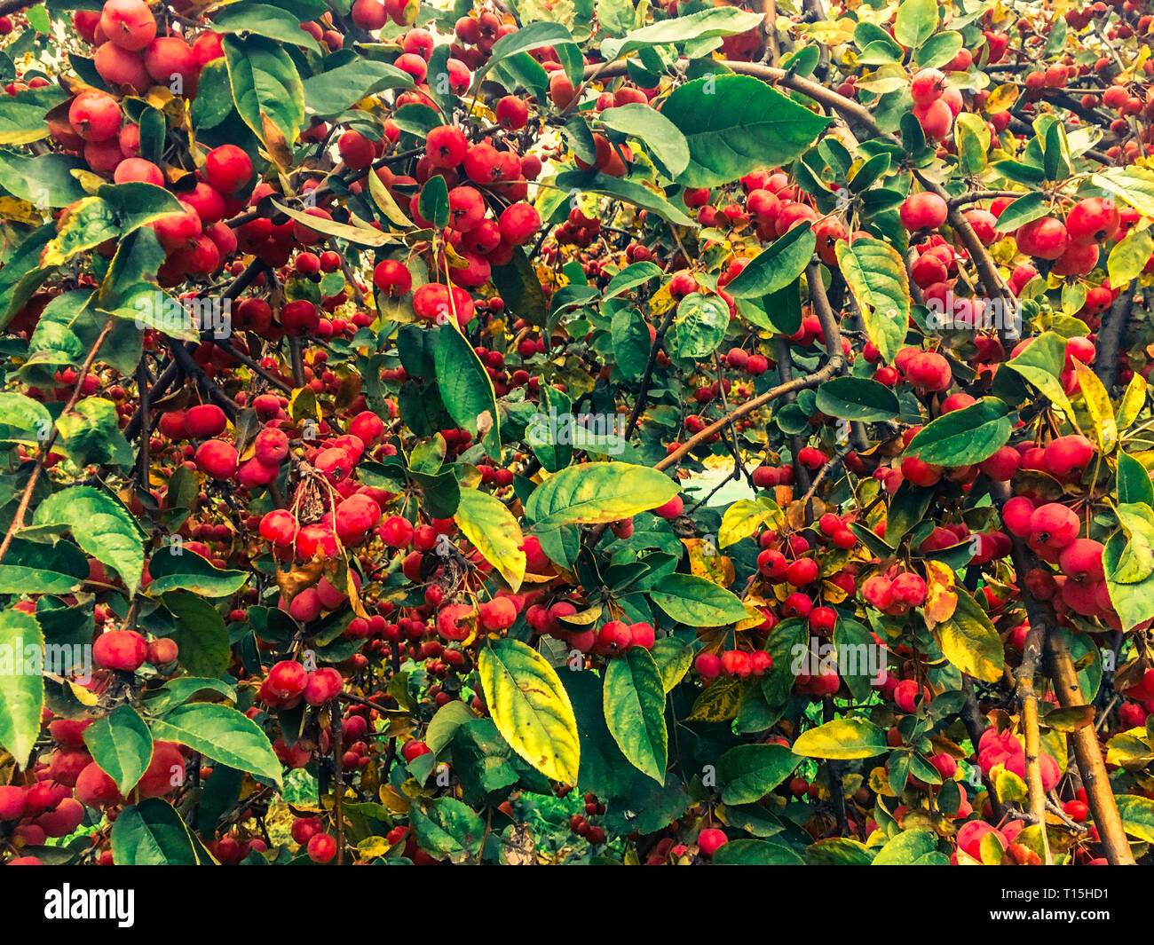 Fall season, weather and environment concept - Autumn leaves and trees ...