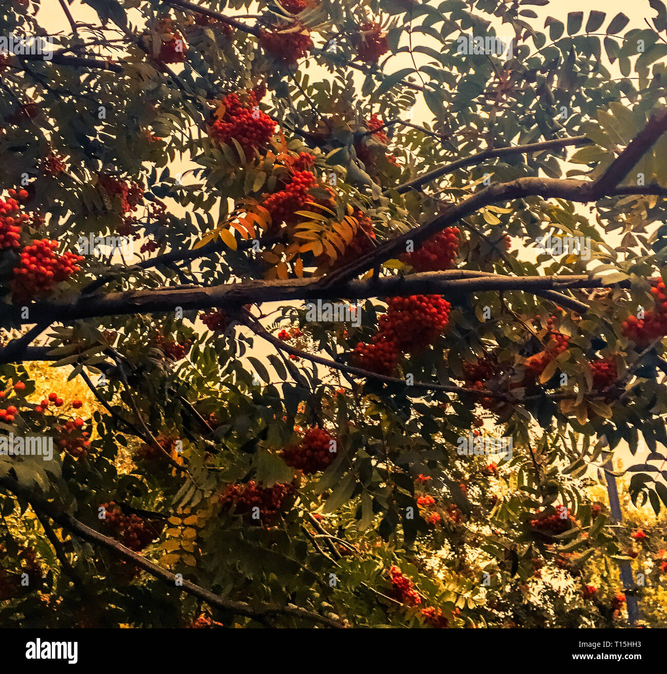 Fall season, weather and environment concept - Autumn leaves and trees ...