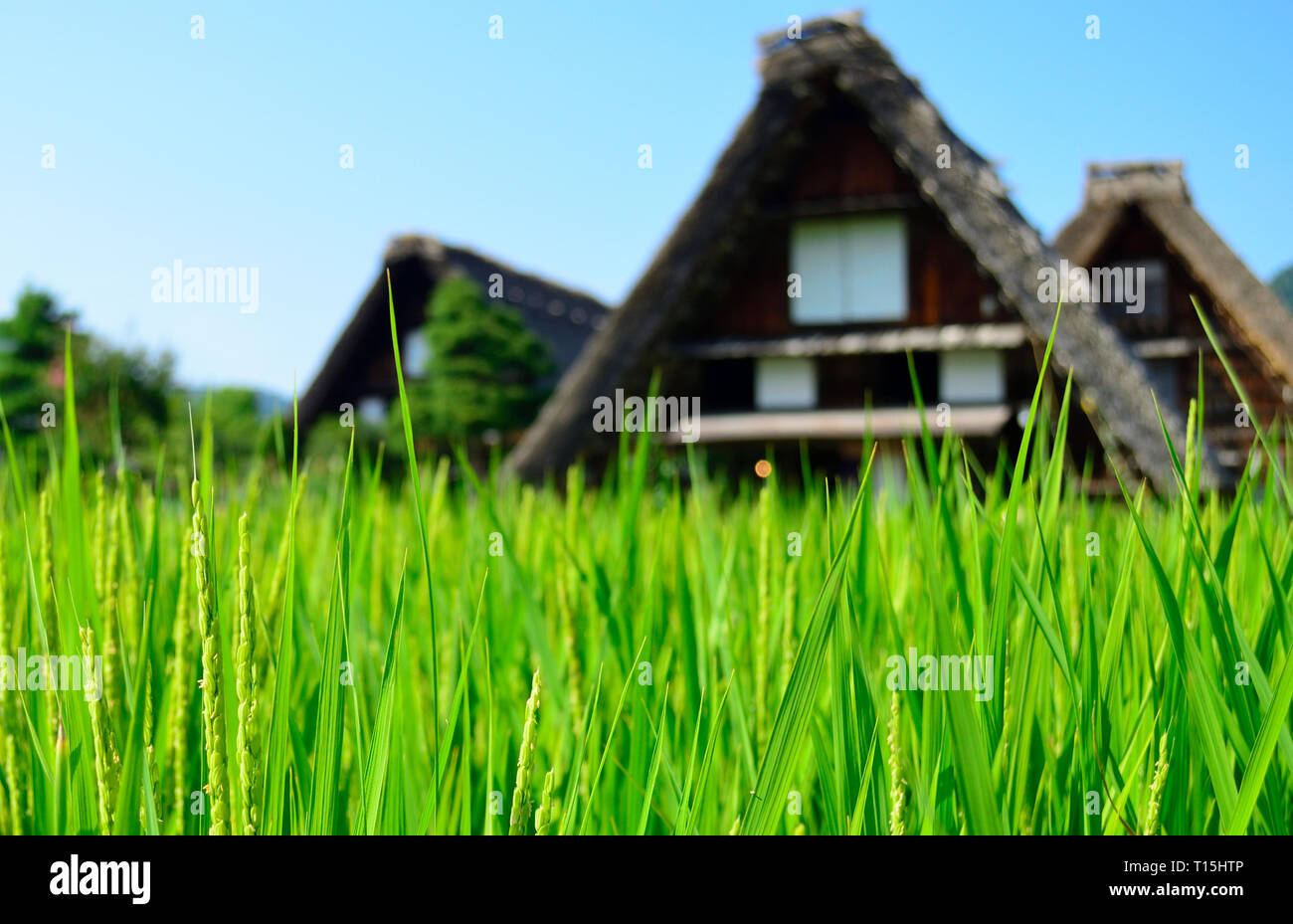 Japanese agriculture hi-res stock photography and images - Alamy