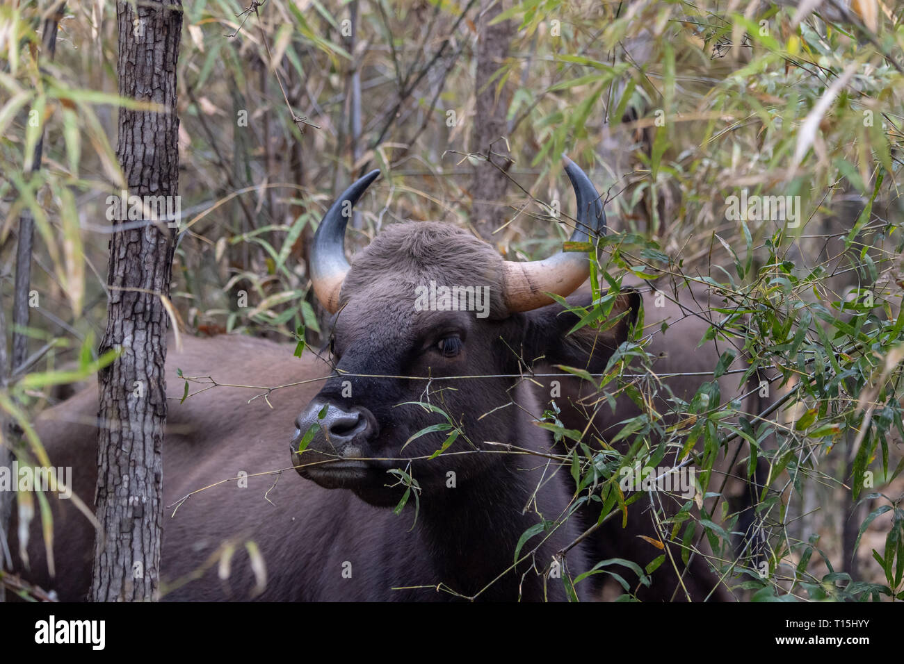 Gaur (Bos gaurus) is also known as the Indian Bison and is considered ...