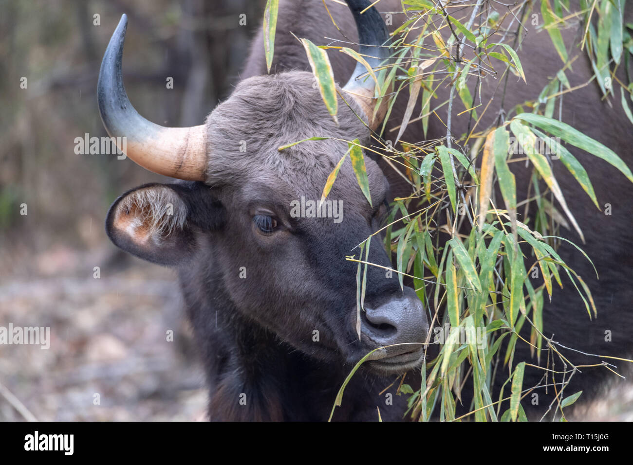 Gaur (Bos gaurus) is also known as the Indian Bison and is considered ...
