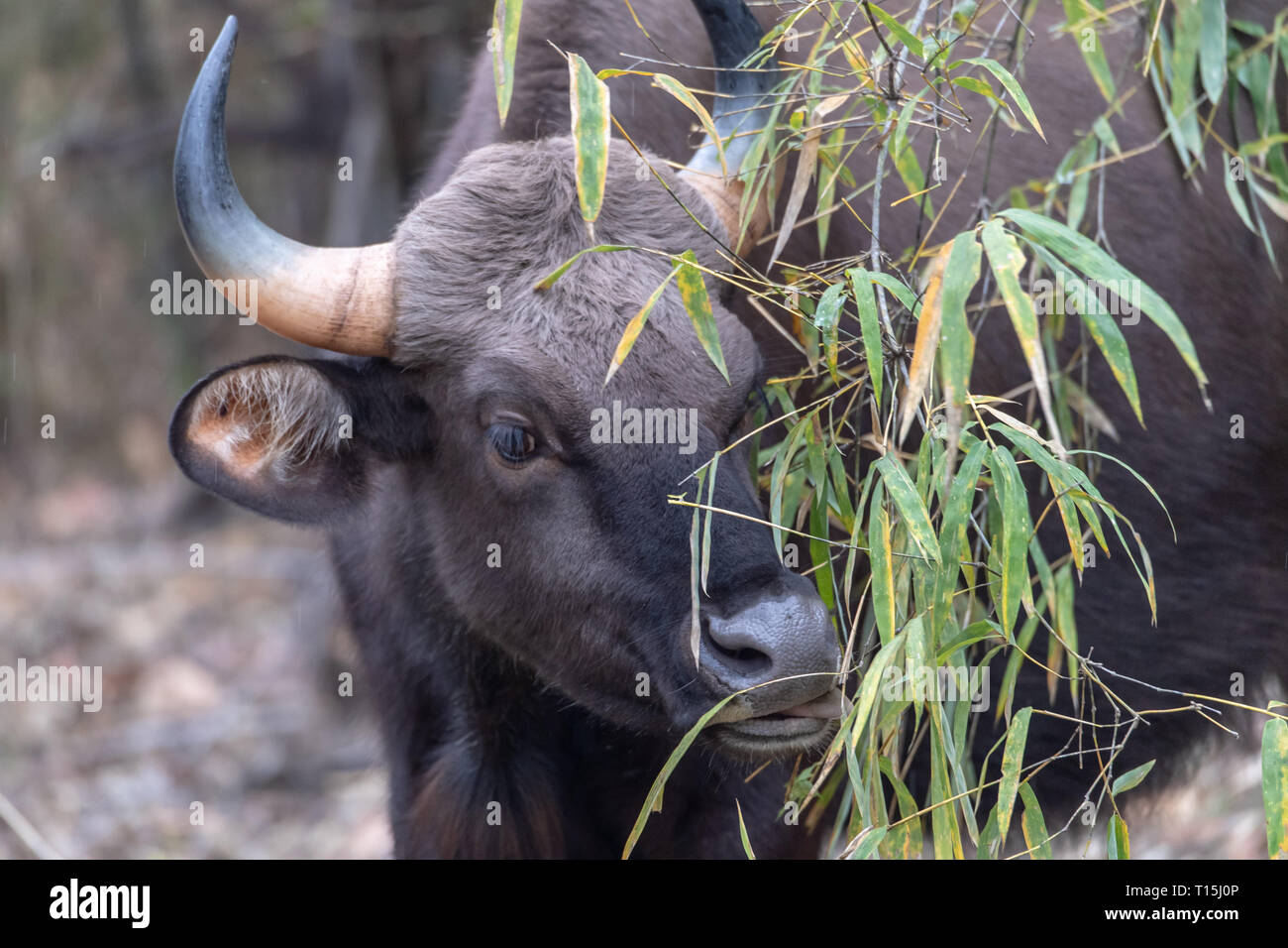 Gaur (Bos gaurus) is also known as the Indian Bison and is considered ...