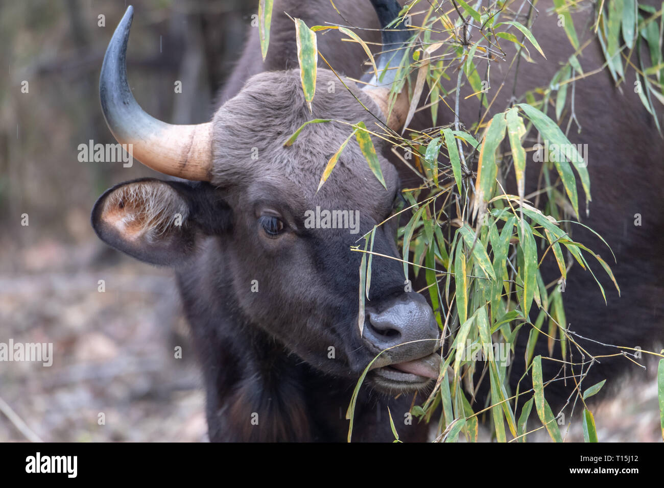 Gaur (Bos gaurus) is also known as the Indian Bison and is considered ...