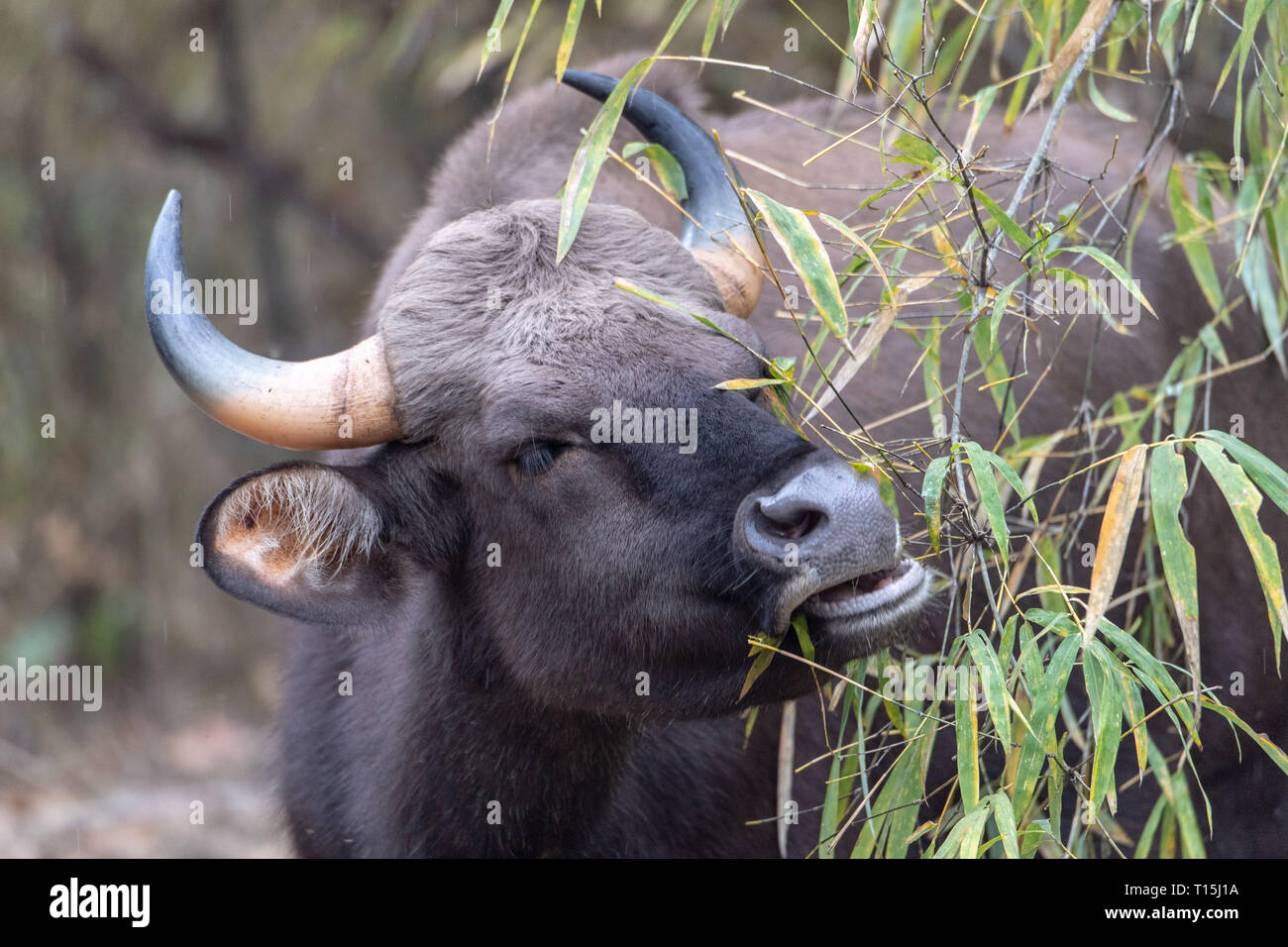 Gaur (Bos gaurus) is also known as the Indian Bison and is considered ...
