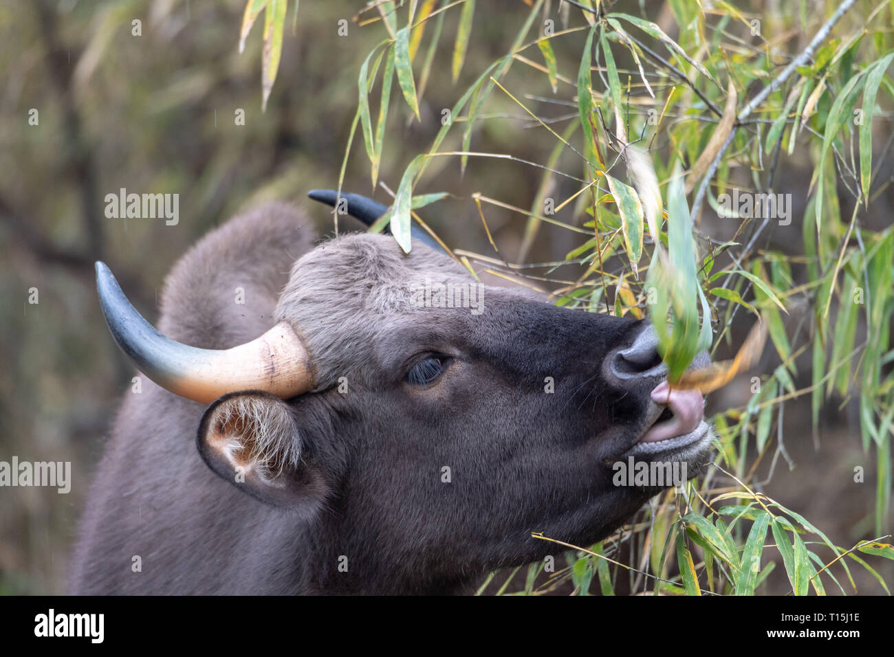 Gaur (Bos gaurus) is also known as the Indian Bison and is considered ...