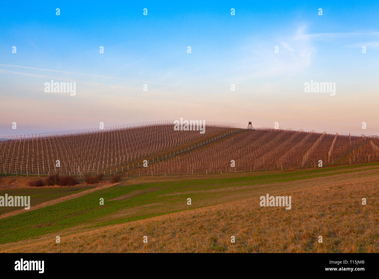 Apple Orchard Rows in spring. Fruit trees over bright blue sky. Apple ...