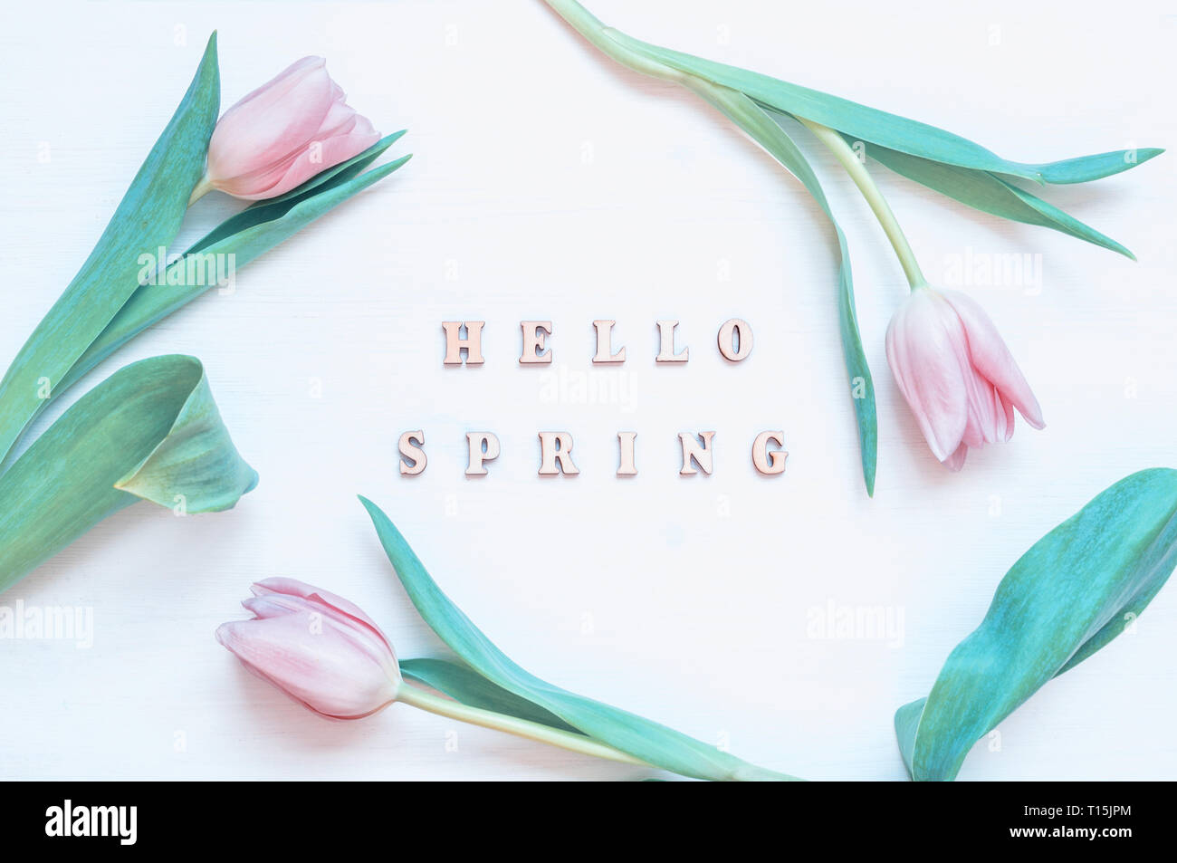 Spring flower background - composition made of light pink tulip flowers ...