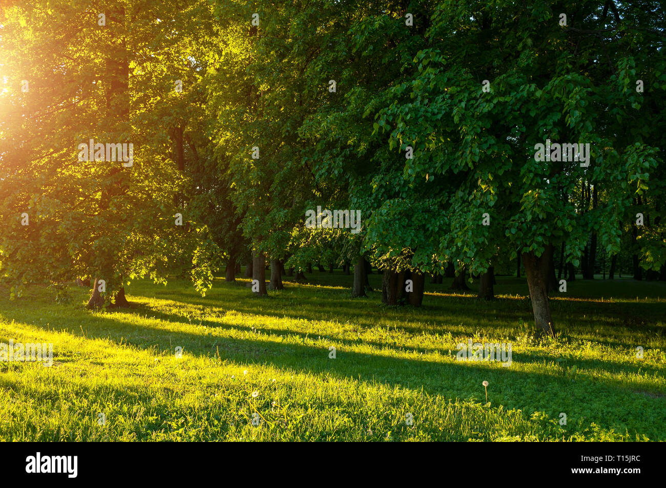 Forest spring landscape - forest trees with grass on the foreground and ...