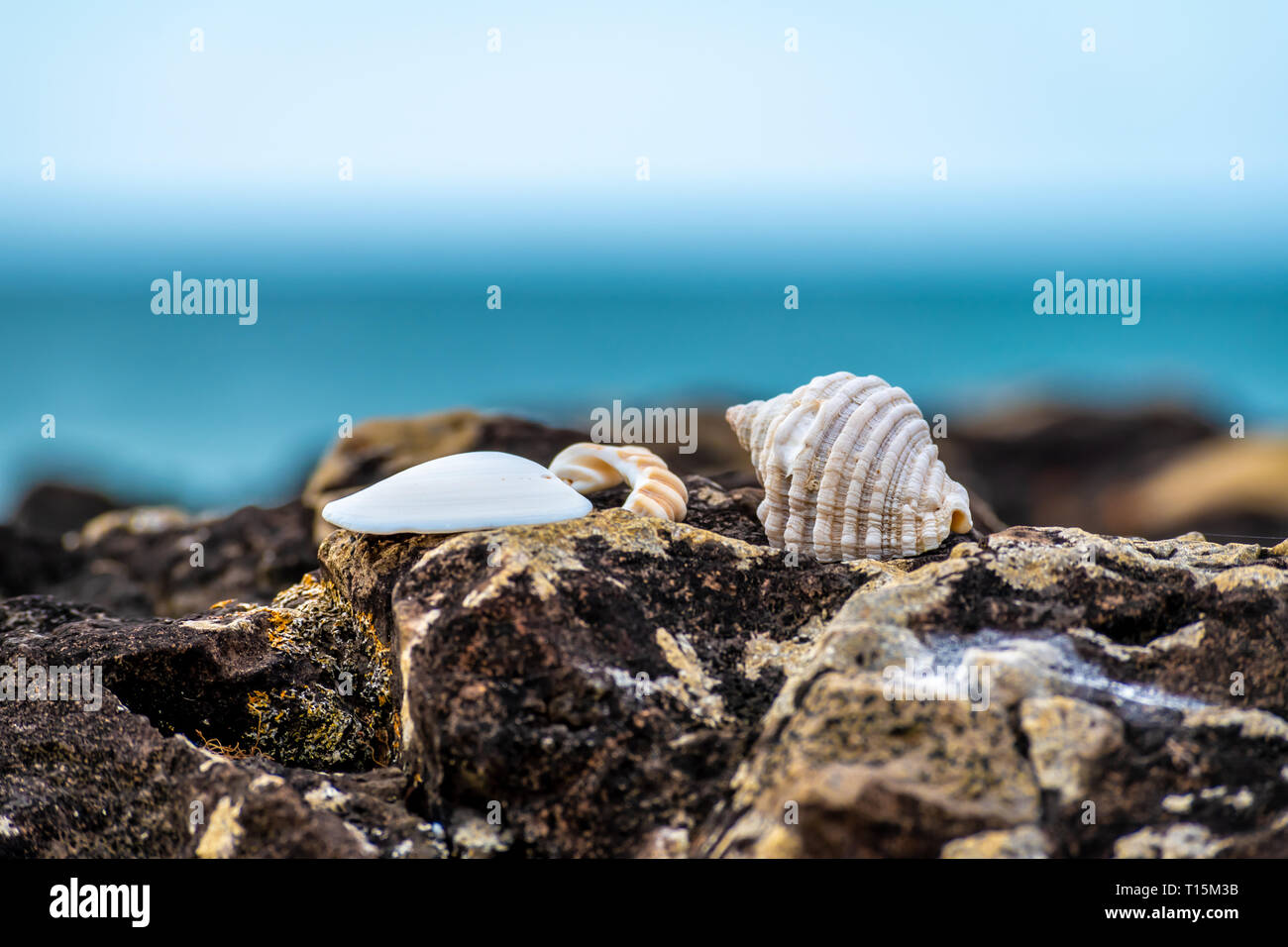 A close up of sea shells on a rock on a beautiful New Zealand beach ...