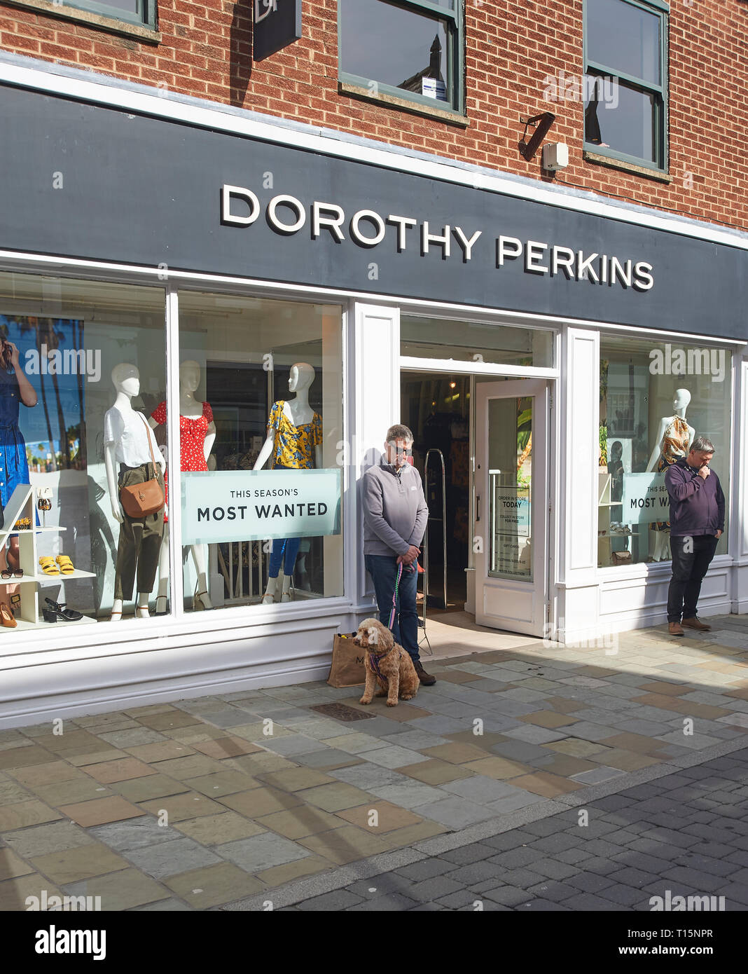 Perkins dog hi-res stock photography and images - Alamy