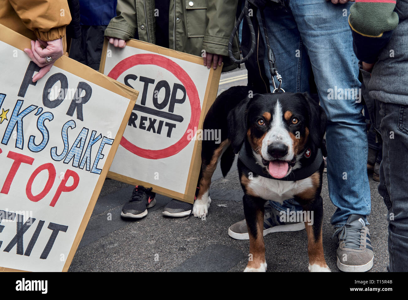 London, UK. 23rd Mar, 2019. Dog, during the protest with clidren ...
