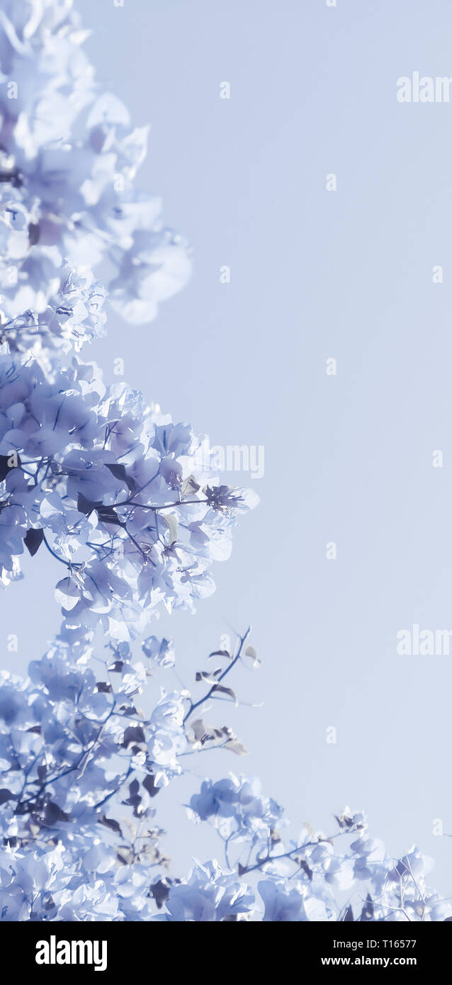 Flower background, spring nature and botanical beauty concept - Blue ...