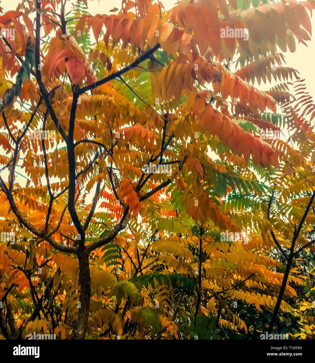 Fall season, weather and environment concept - Autumn leaves and trees ...