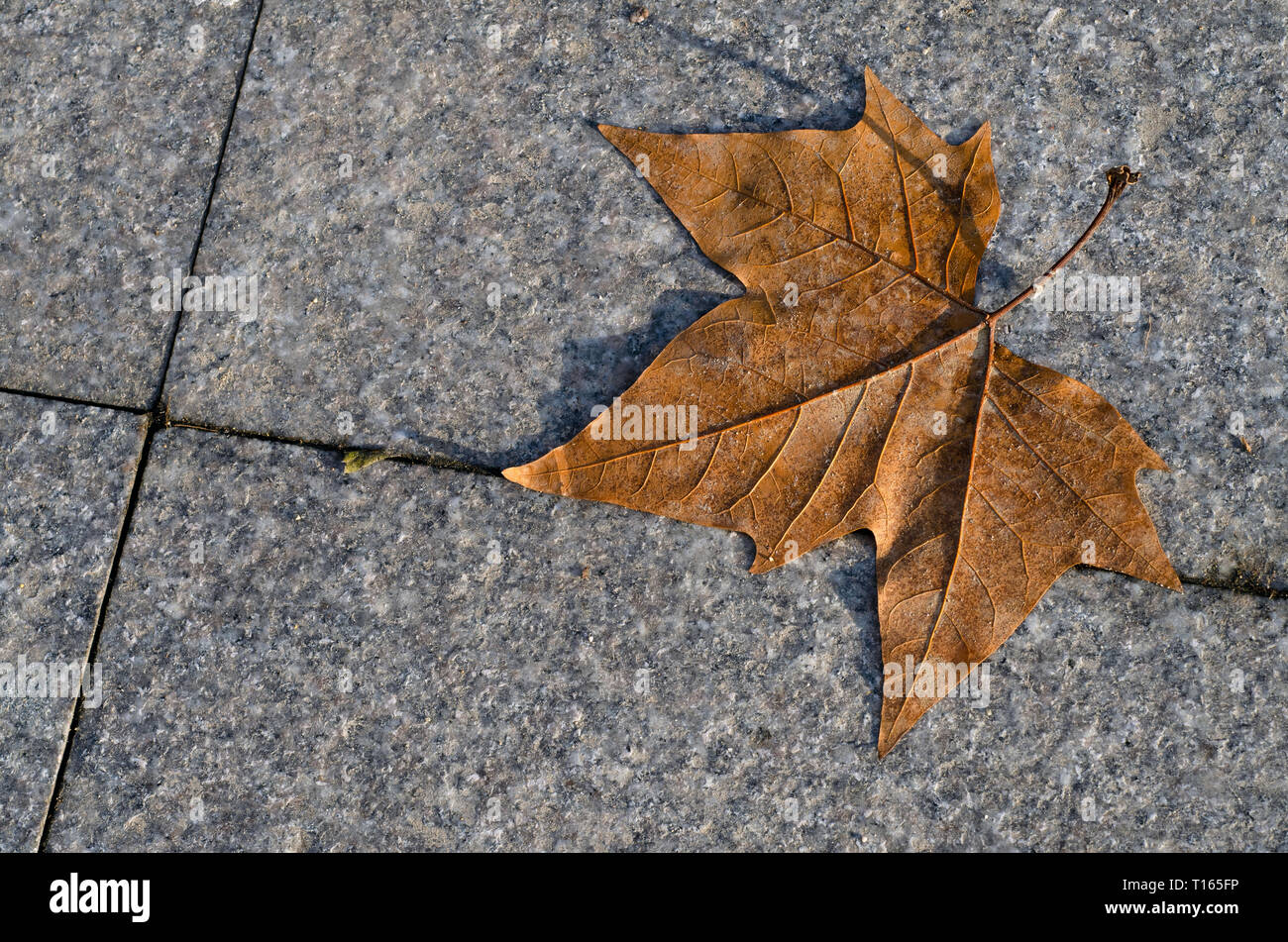 Maple leaf on stone pavement Stock Photo - Alamy