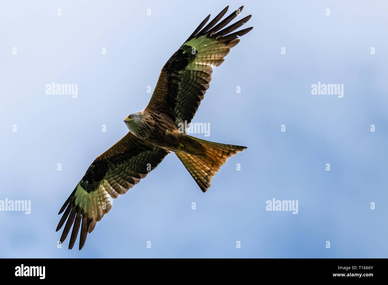 Red kite (Milvus milvus) bird of prey Stock Photo - Alamy