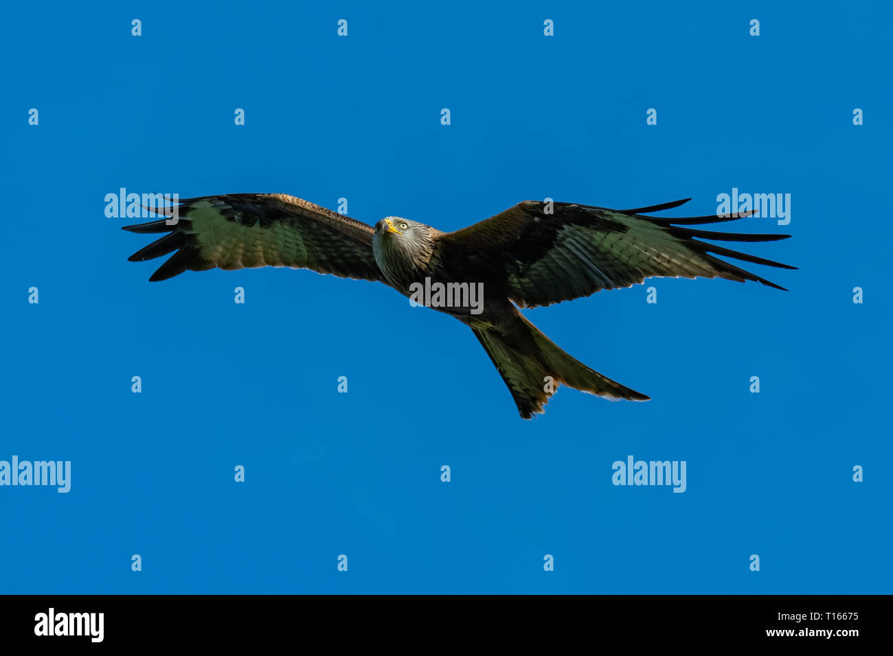 Red kite (Milvus milvus) bird of prey Stock Photo - Alamy