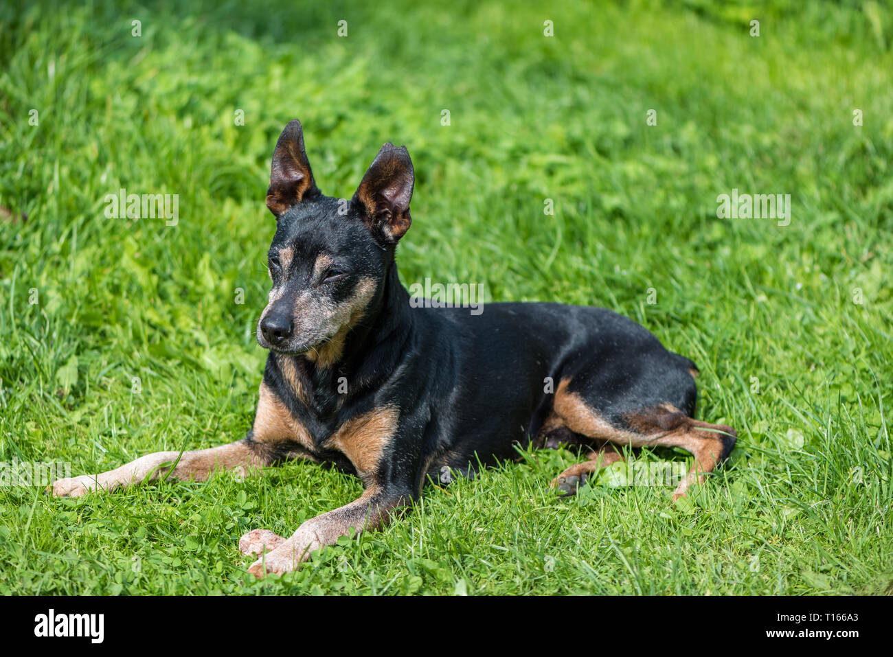 Batman the dog hi-res stock photography and images - Alamy