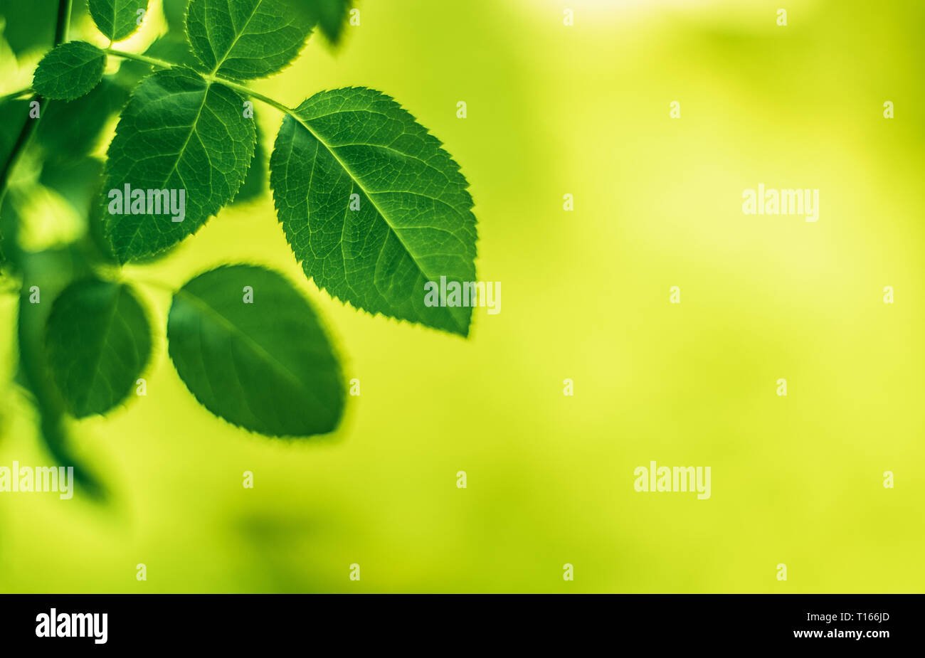 Fresh green leaves in spring - saving nature, healthy environment and ...