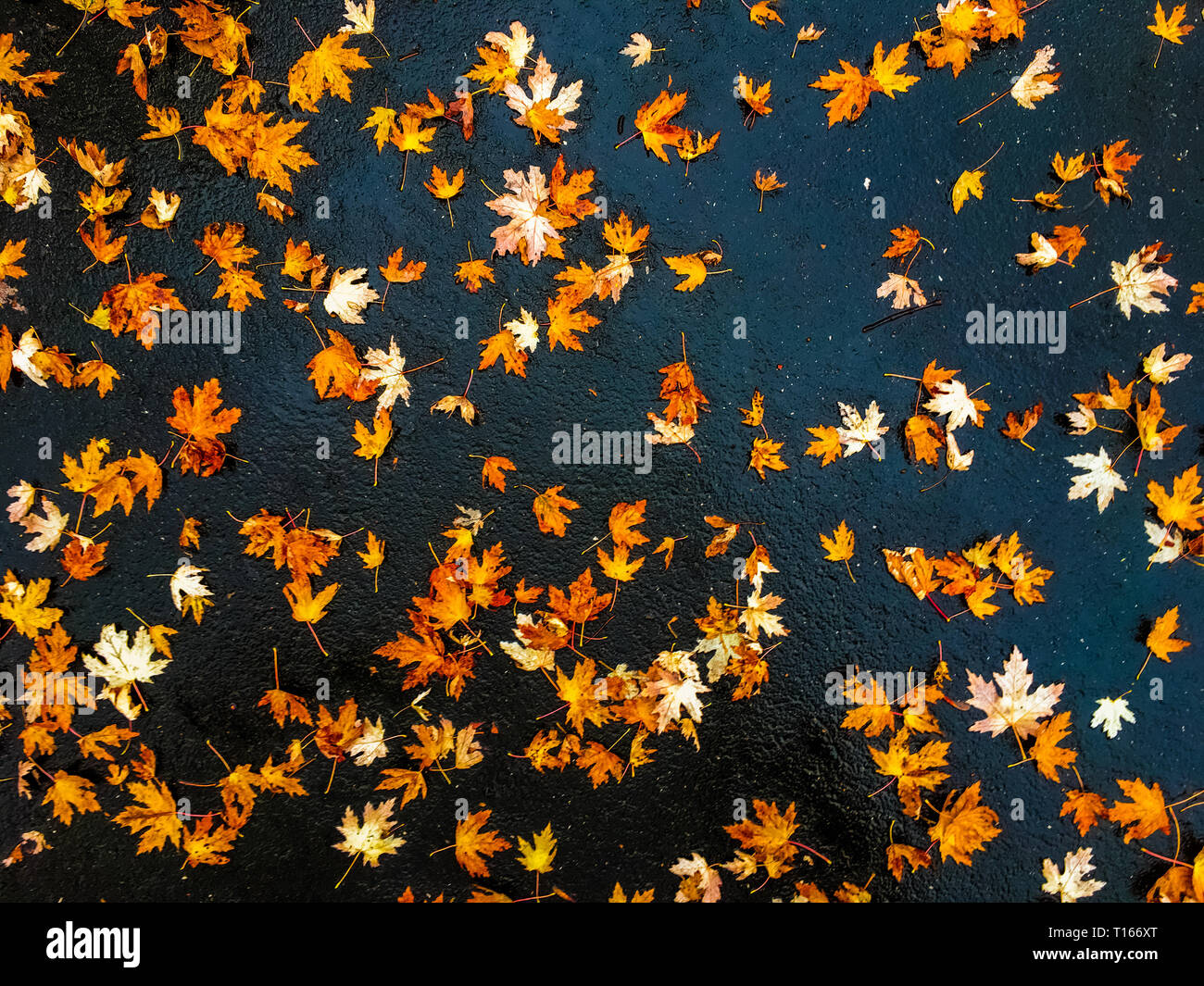 Fall season, weather and environment concept - Autumn leaves and trees ...