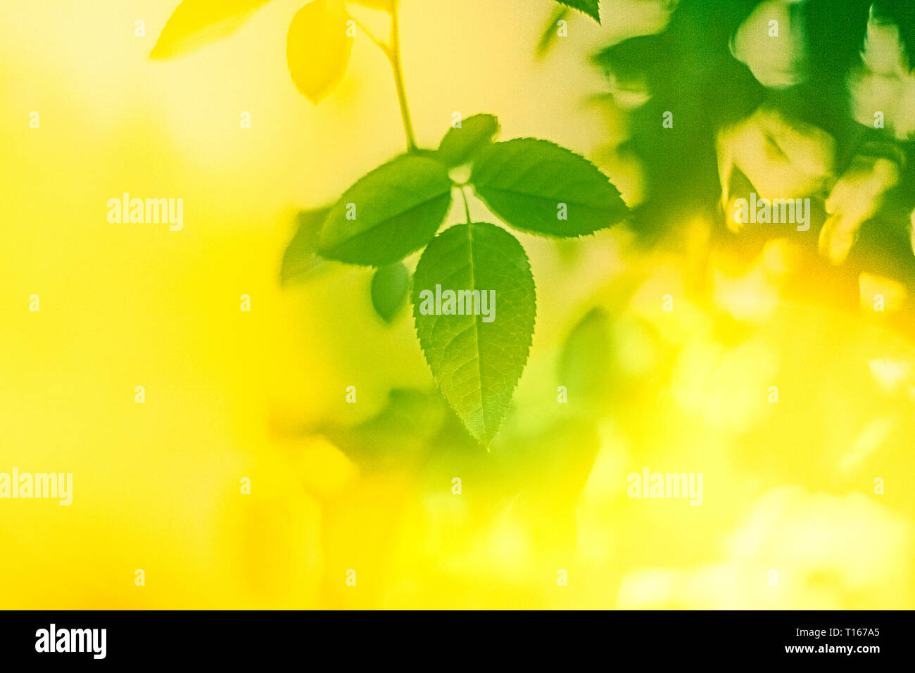 Fresh leaves and sunlight in spring - saving nature, healthy ...