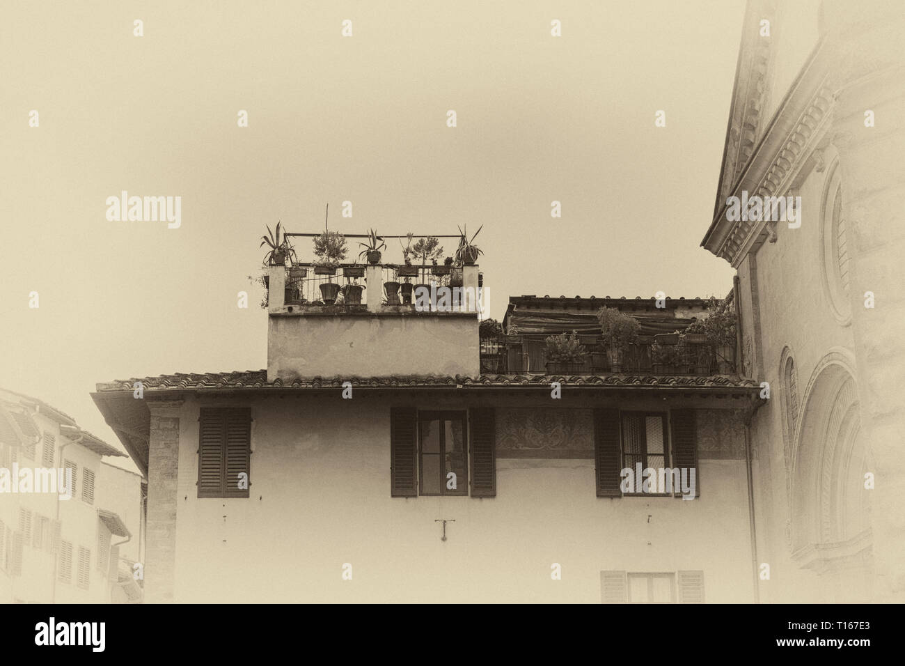 Rooftop, terra-cotta pot, container garden in Florence, Tuscany, Italy ...