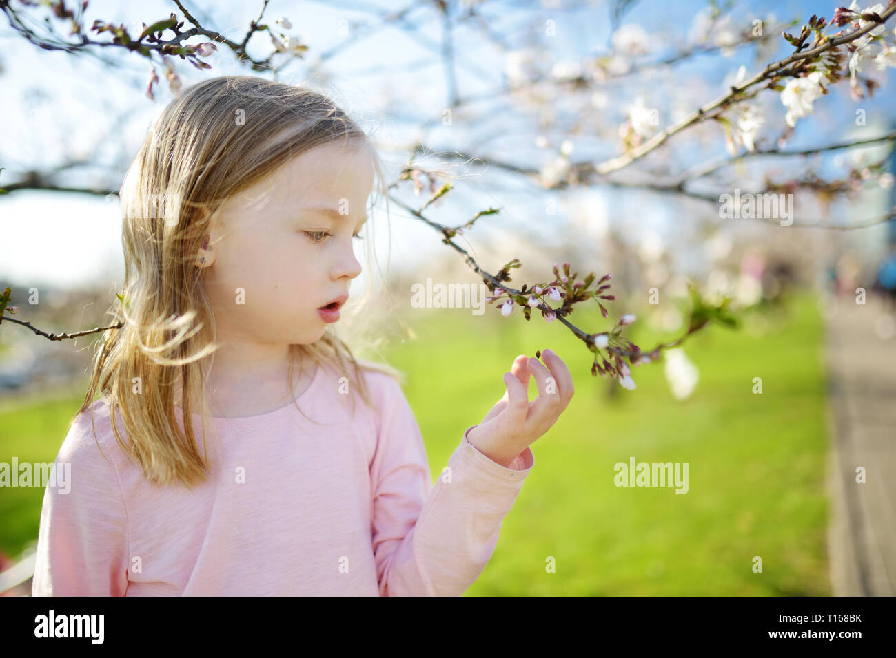 Adorable little girl in blooming apple tree garden on beautiful spring day. Cute child picking ...