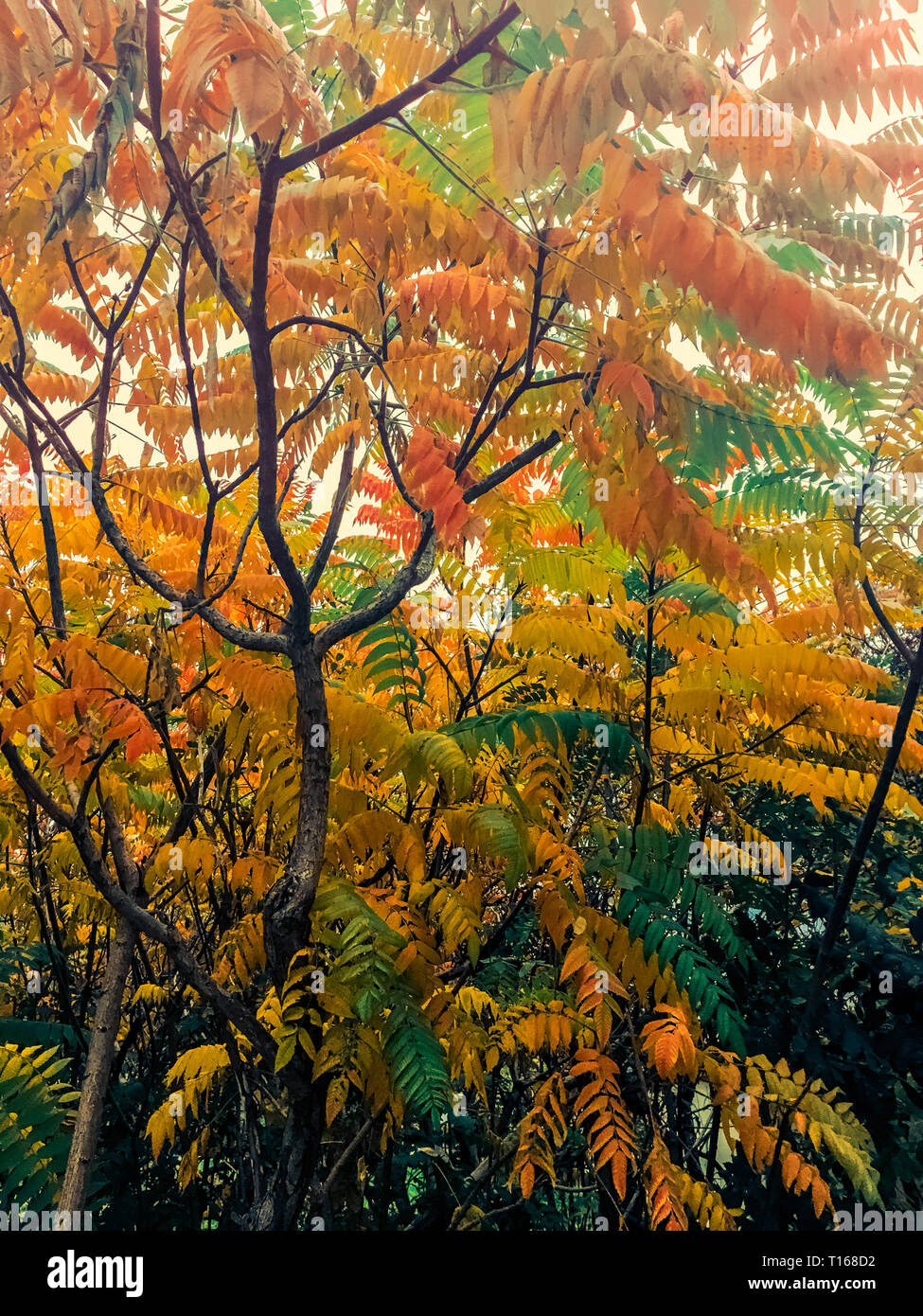 Fall season, weather and environment concept - Autumn leaves and trees ...