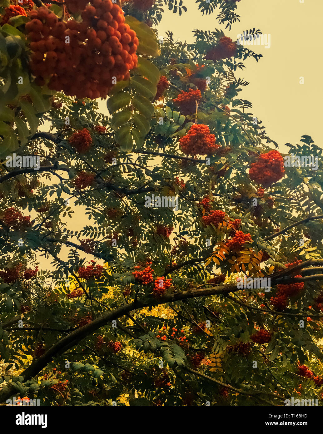 Fall season, weather and environment concept - Autumn leaves and trees ...