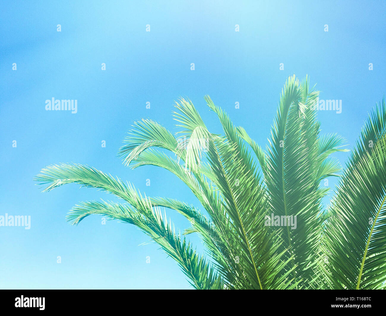 Palm trees by the sea - summer vacation, beautiful nature and travel ...