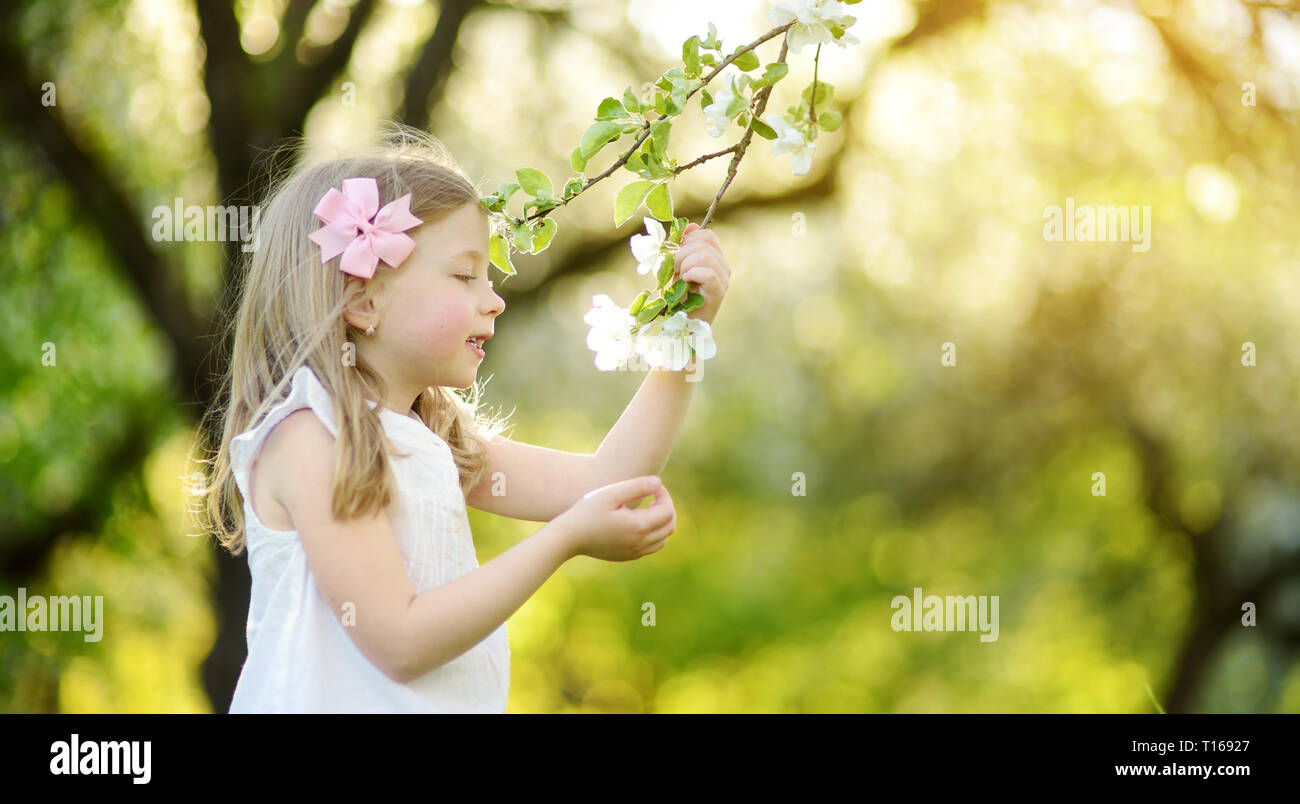 Adorable little girl in blooming apple tree garden on beautiful spring day. Cute child picking ...
