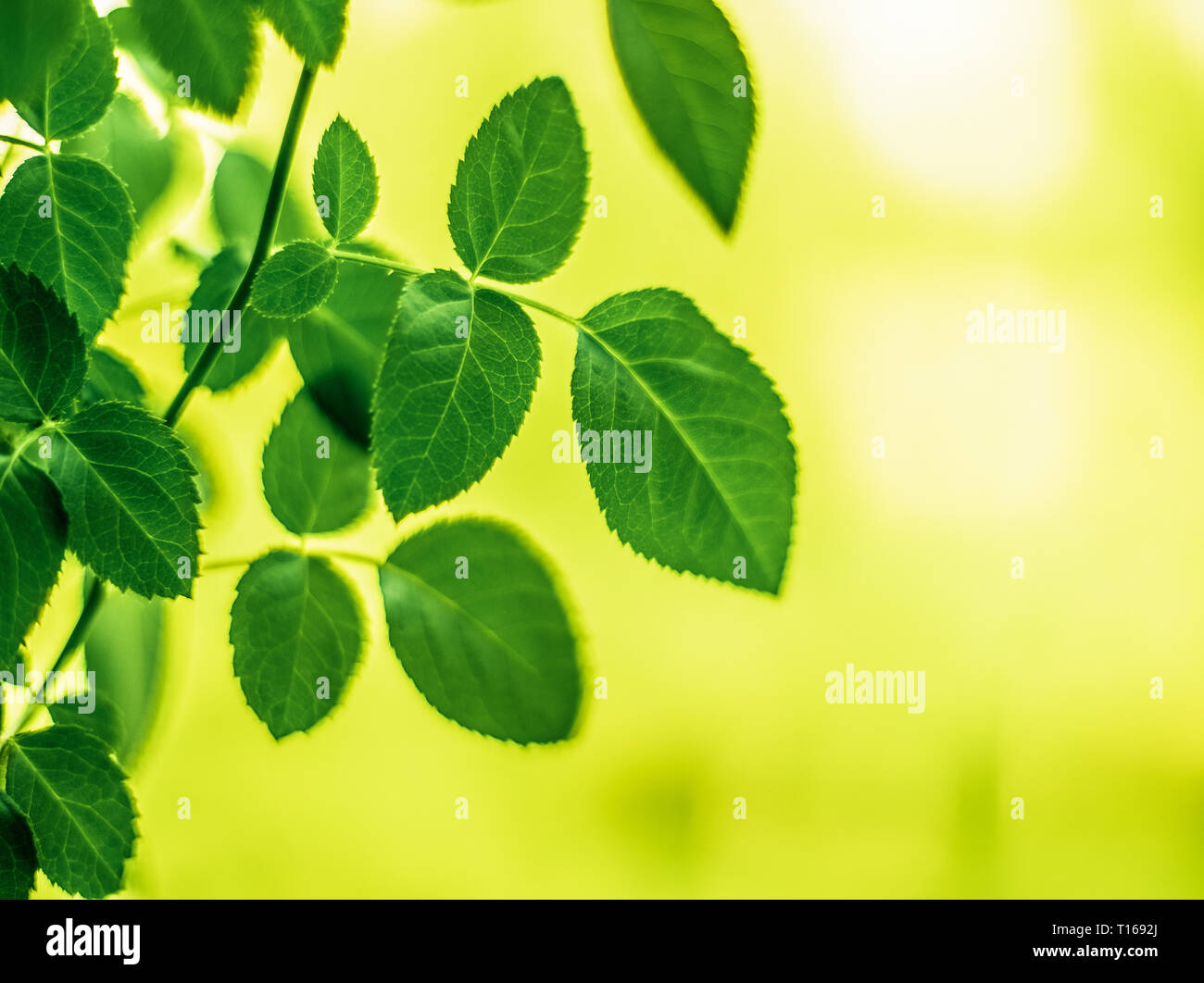 Fresh green leaves in spring - saving nature, healthy environment and ...
