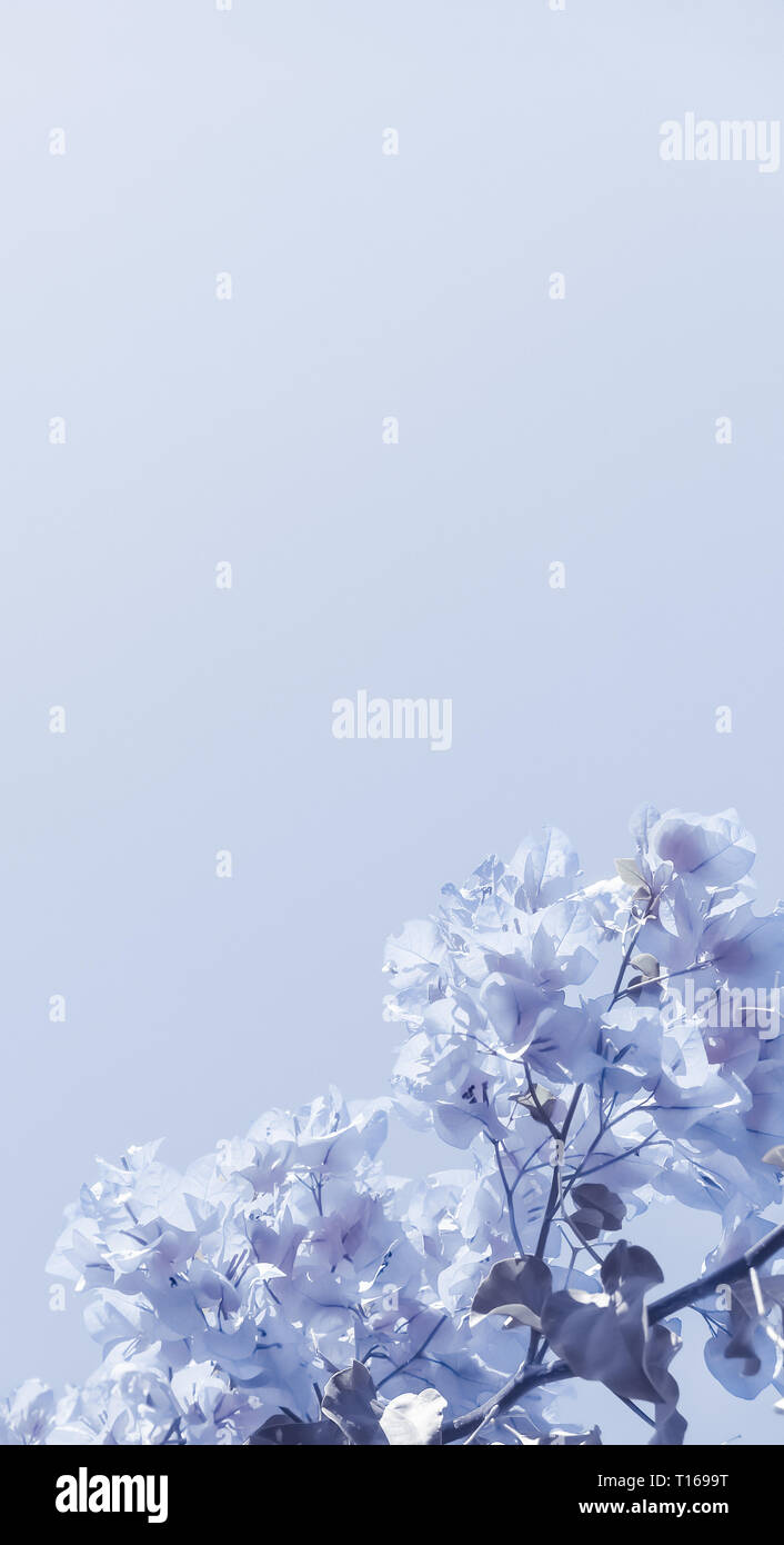 Flower background, spring nature and botanical beauty concept - Blue ...