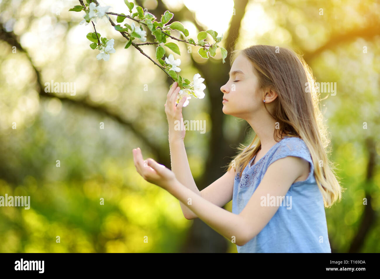 Adorable little girl in blooming apple tree garden on beautiful spring day. Cute child picking ...