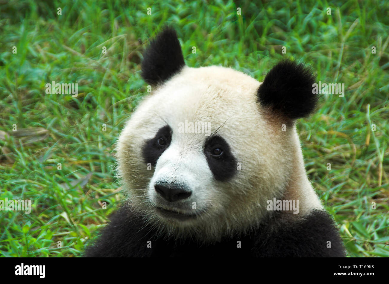 Panda face close up hi-res stock photography and images - Alamy