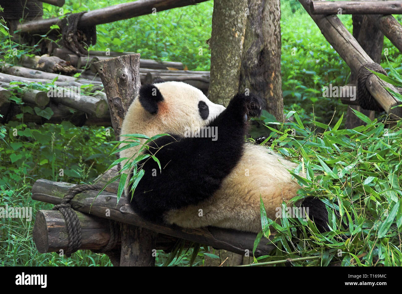 Chinese endangered bamboo asia mammal landscape hi-res stock ...