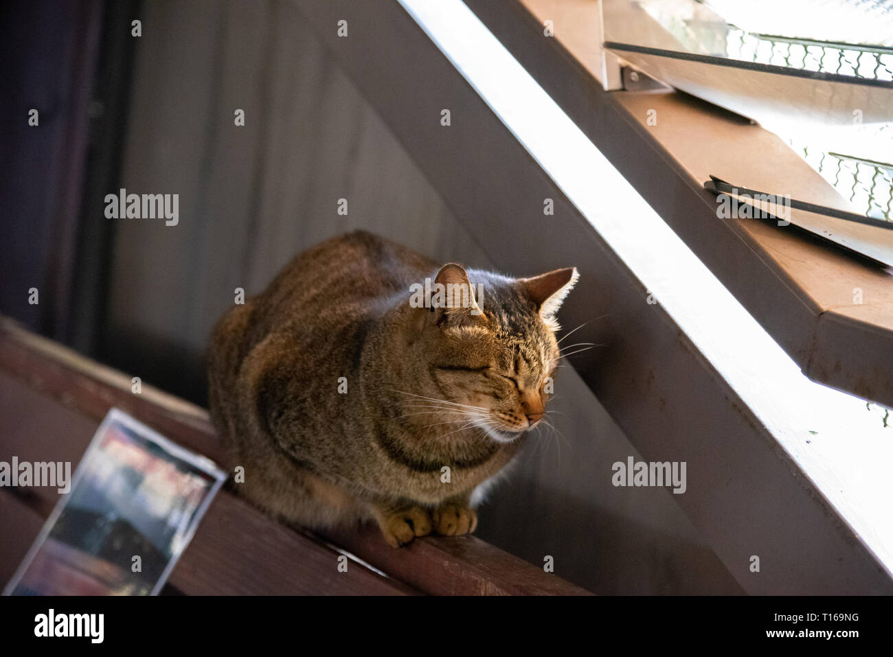 Cute cat at Houtong Cat Village. Taiwan famous cat population. The ...