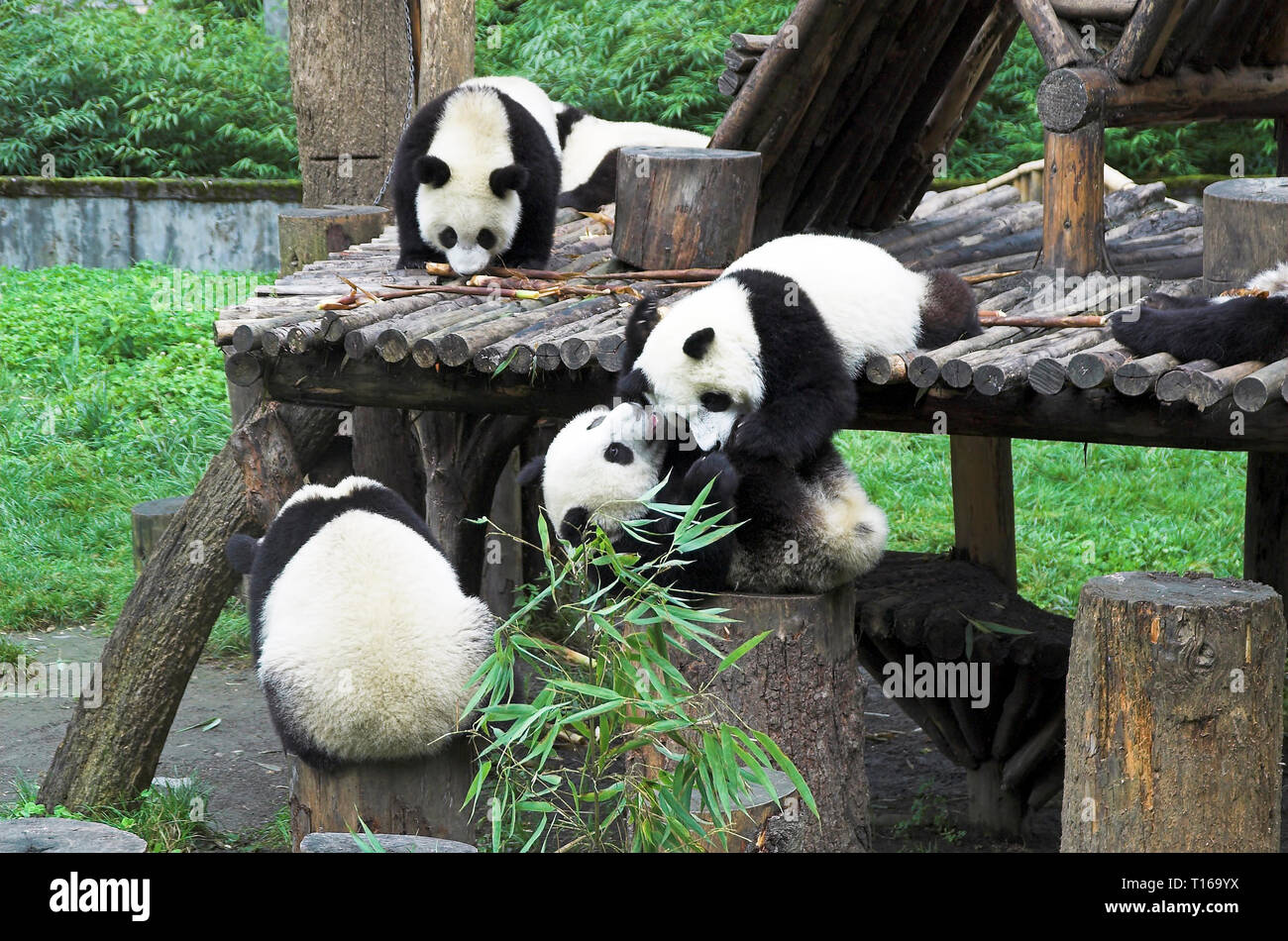 Wolong China, Giant Panda juveniles playing on platform Stock Photo - Alamy