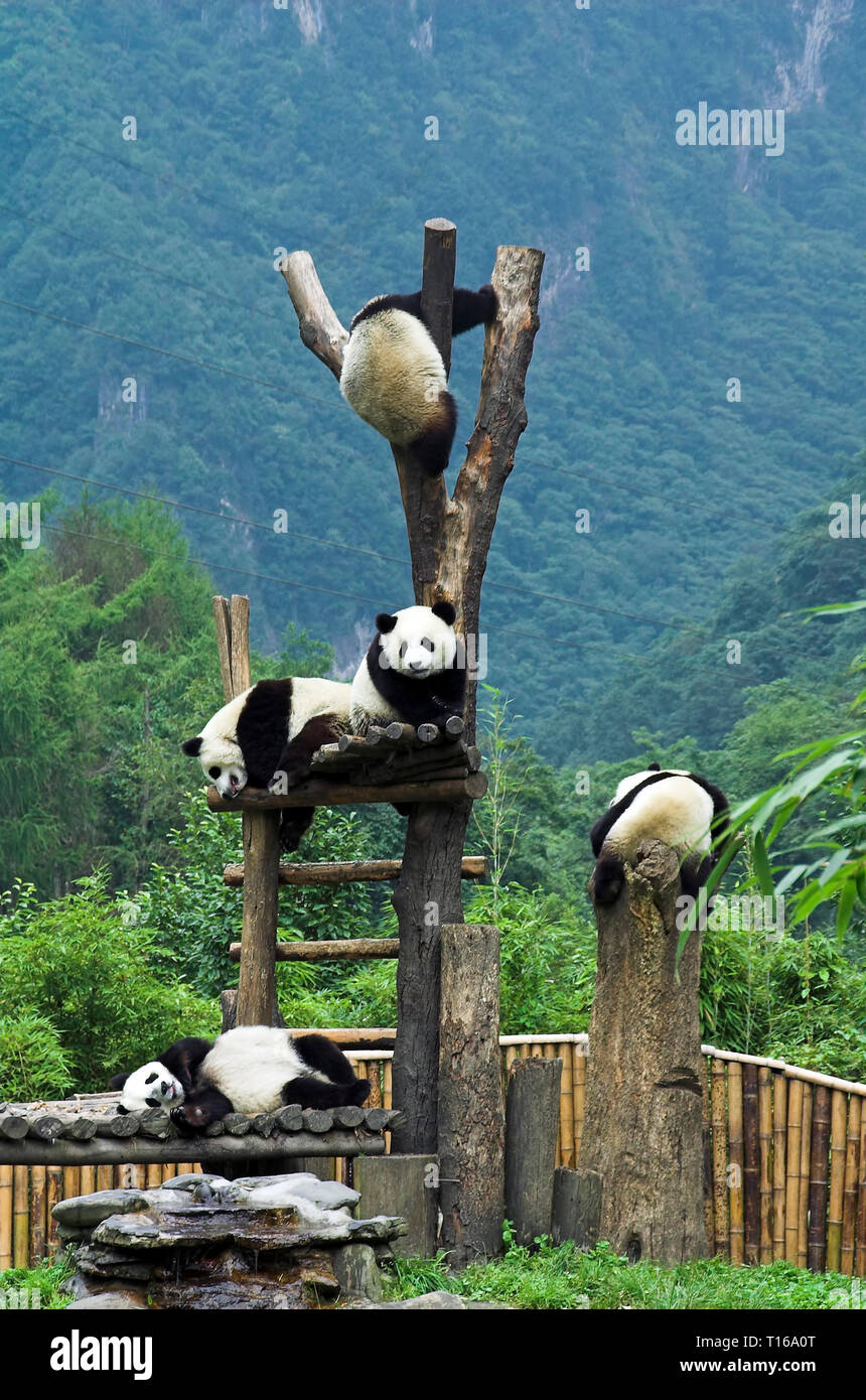 Wolong nature reserve landscape hi-res stock photography and images - Alamy