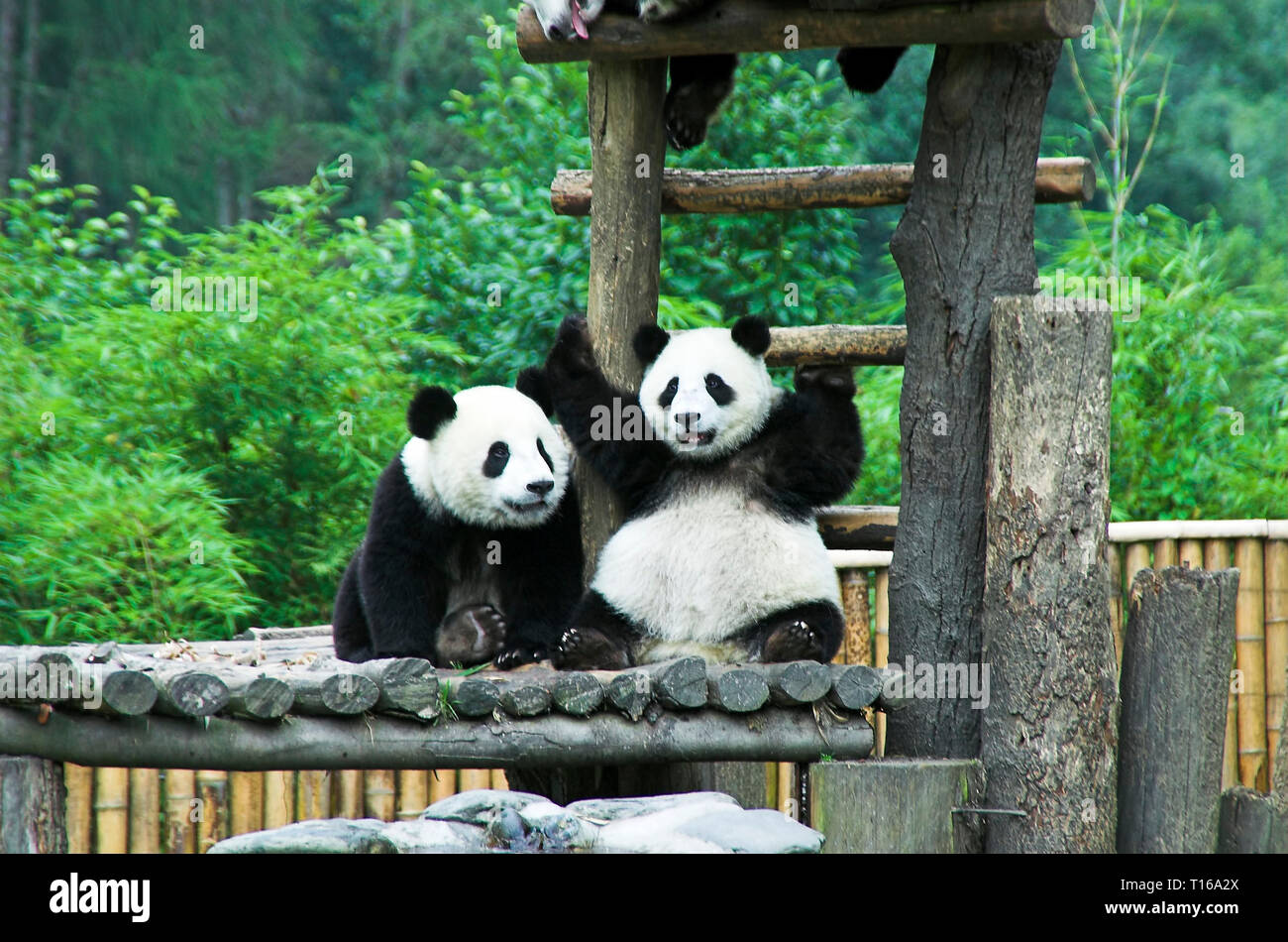 Wolong China, Giant Panda juveniles sitting on platform Stock Photo - Alamy