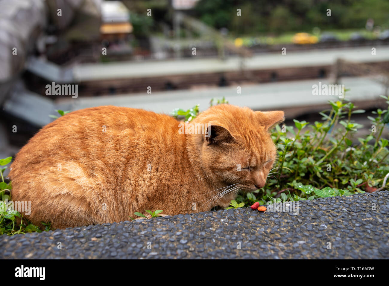 Cute cat at Houtong Cat Village. Taiwan famous cat population. The ...