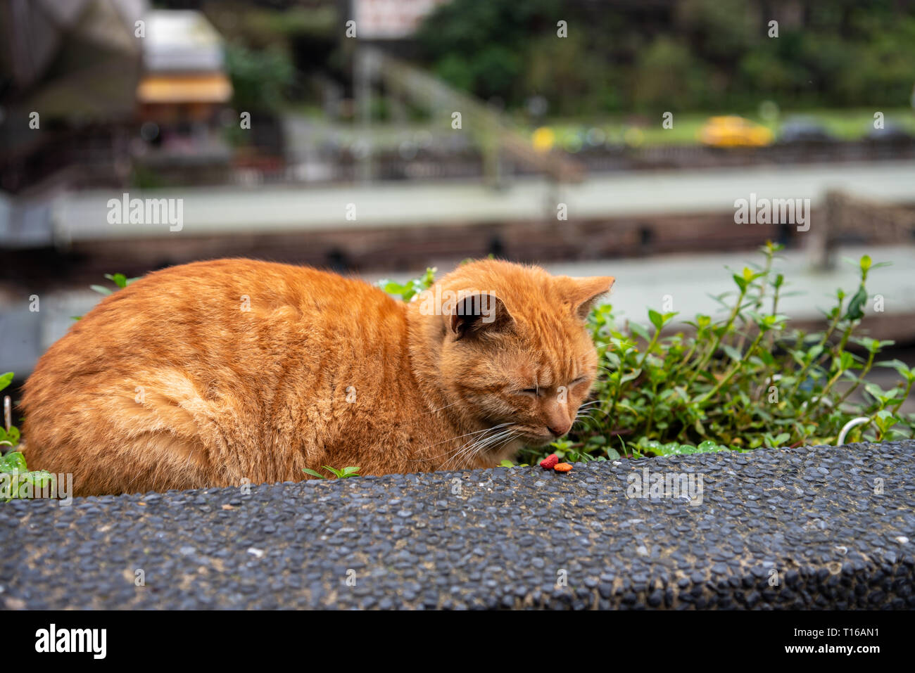 Cute cat at Houtong Cat Village. Taiwan famous cat population. The ...