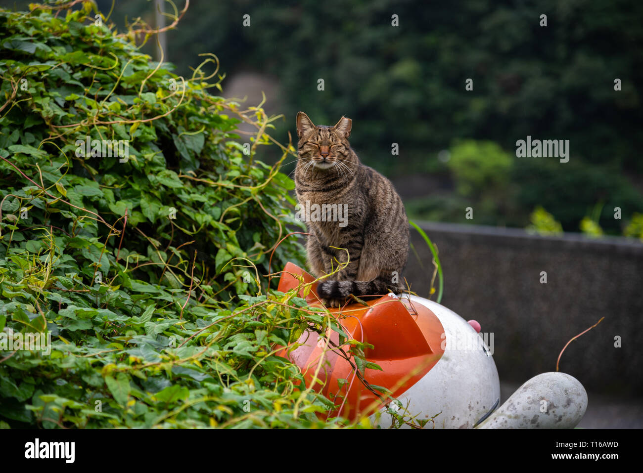 Cute cat at Houtong Cat Village. Taiwan famous cat population. The ...