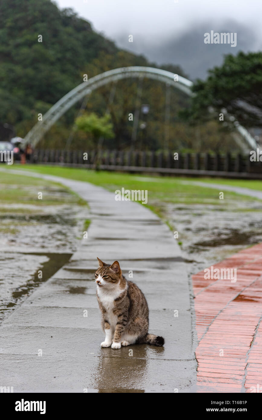 Cute cat at Houtong Cat Village. Taiwan famous cat population. The ...