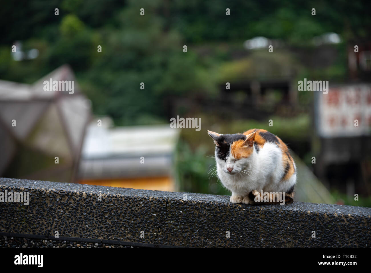 Cute cat at Houtong Cat Village. Taiwan famous cat population. The ...