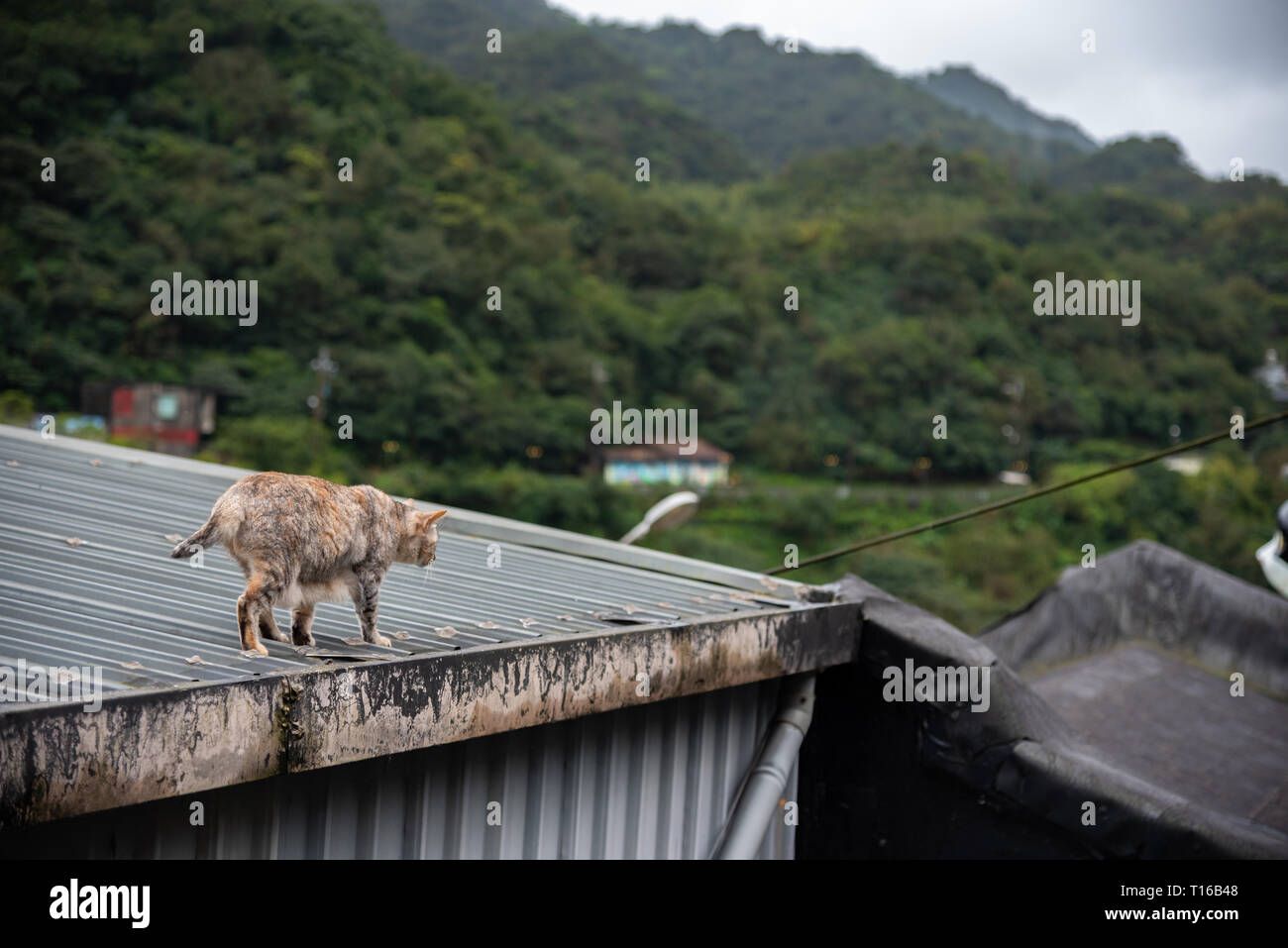 Little wildcat historical hi-res stock photography and images - Alamy