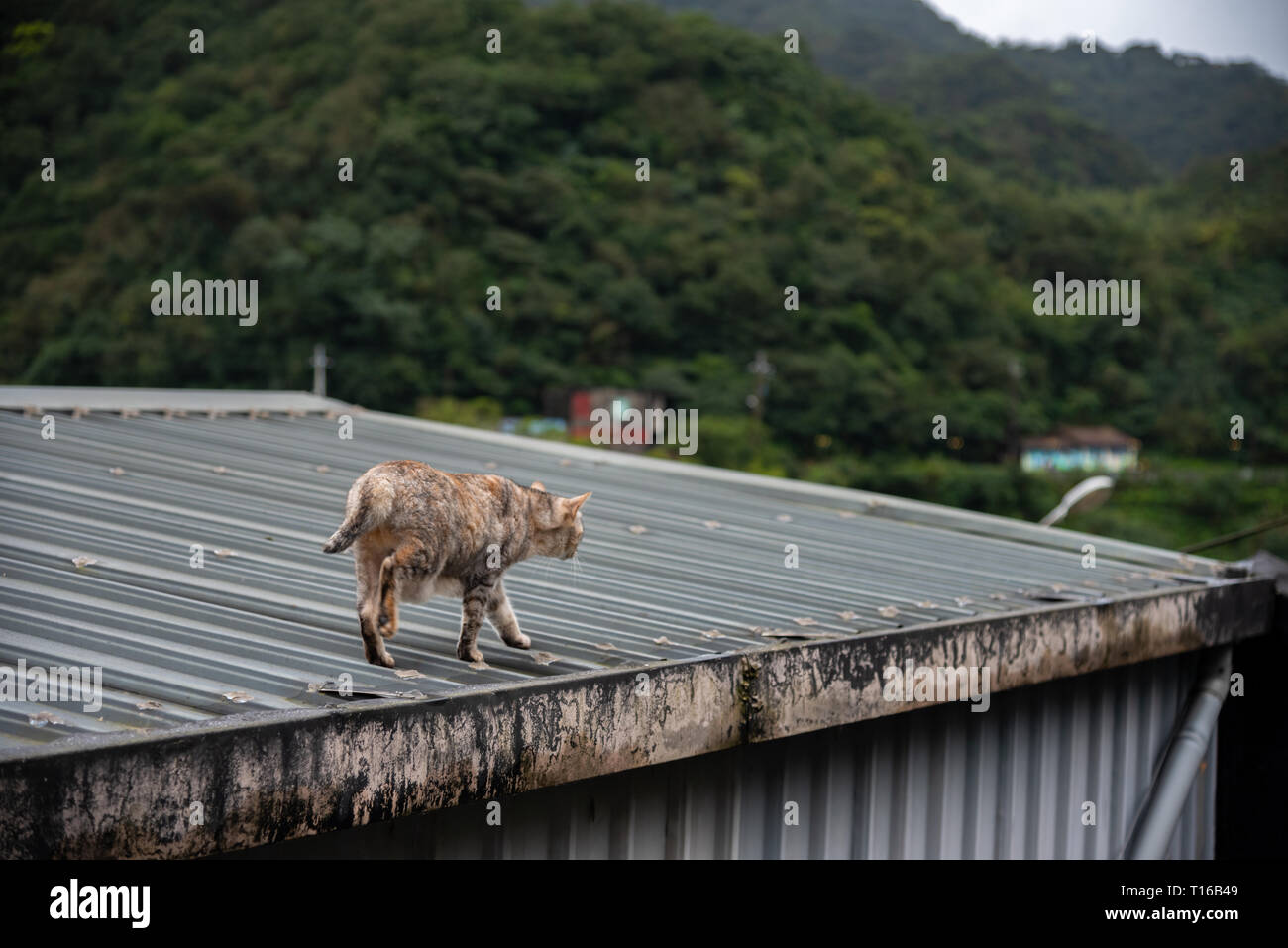 Cute cat at Houtong Cat Village. Taiwan famous cat population. The ...
